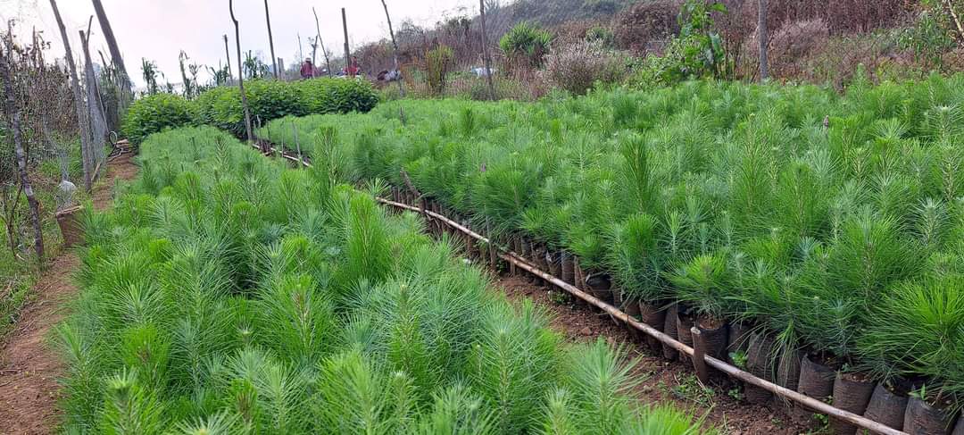 Plan Reforestation | The Phoenix Projects
